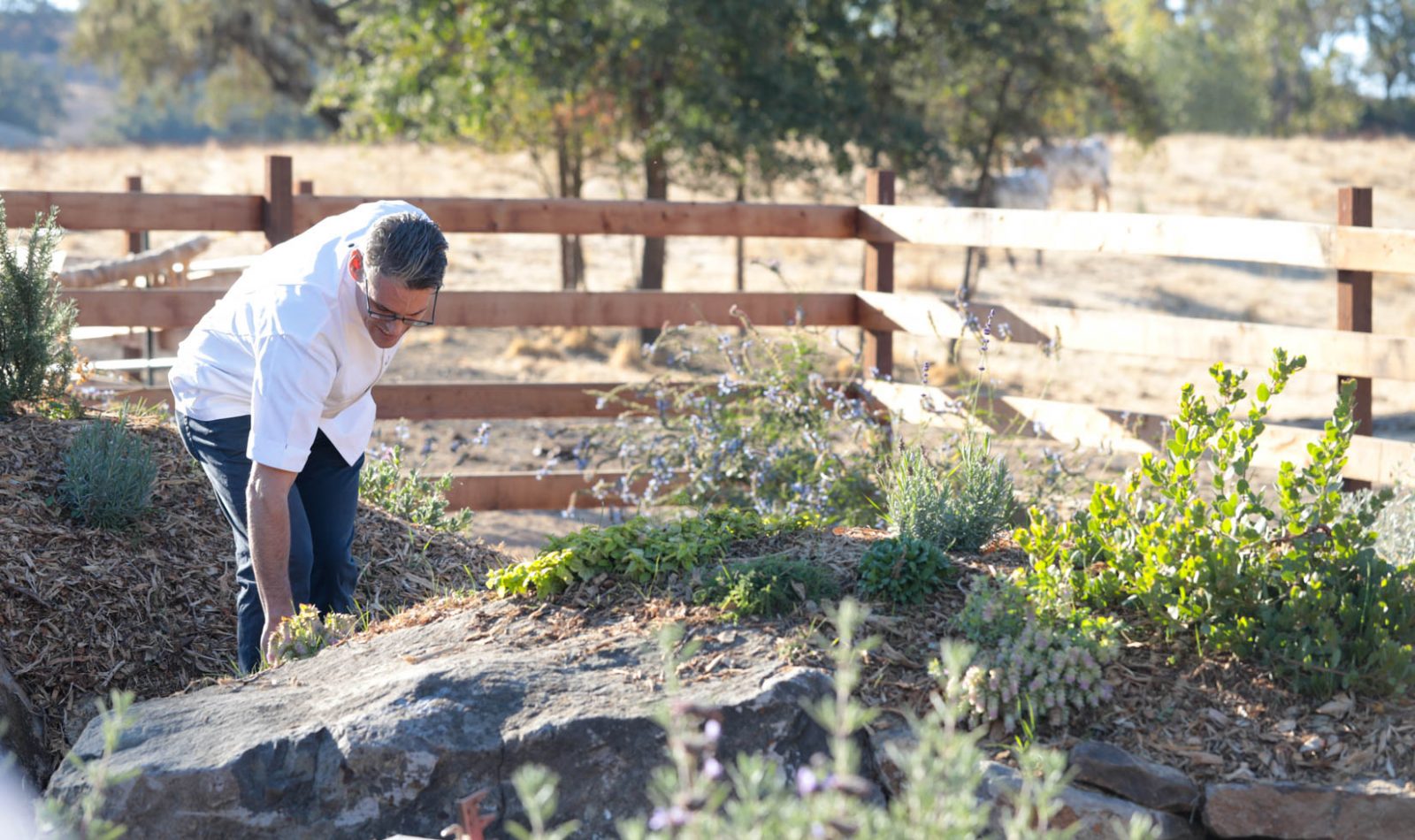 7 Essential Bee Garden Design Tips for Healthy Bees and Great Honey