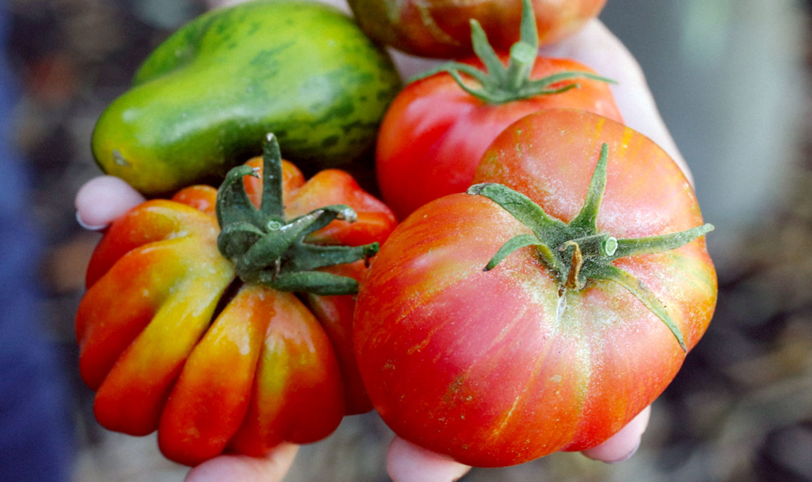 Heirloom Tomato Varieties | Our Favorites | Wine County Table